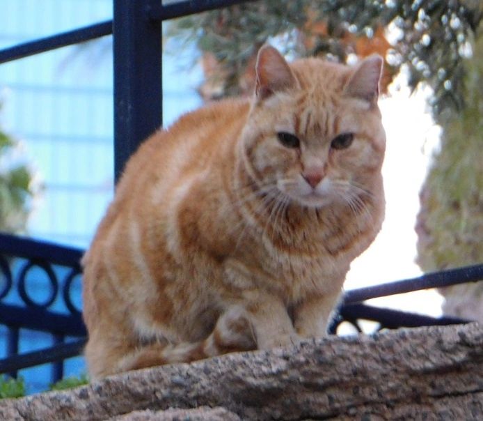 Casino Cats in Las Vegas, Nevada