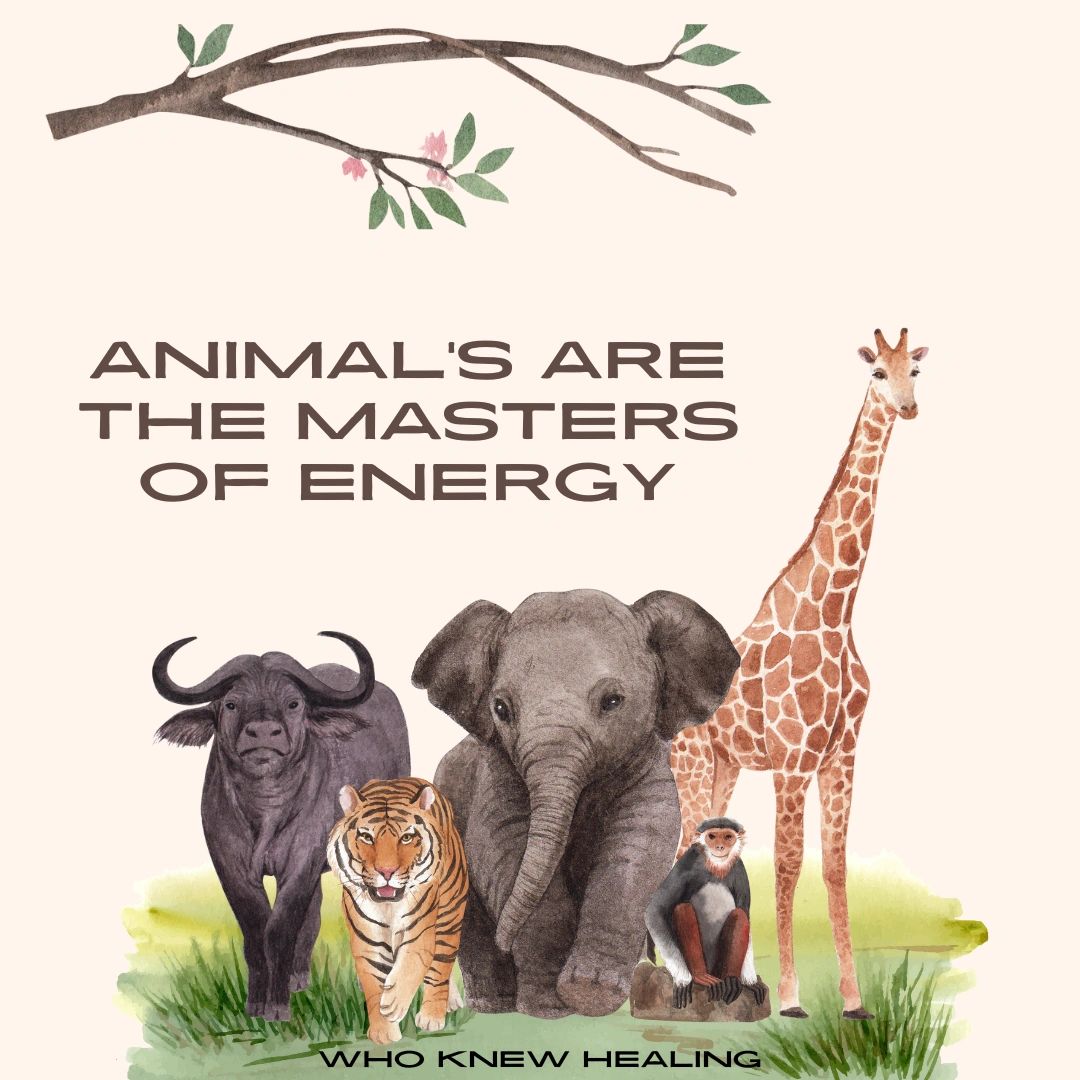 Animals are the Masters of Energy!