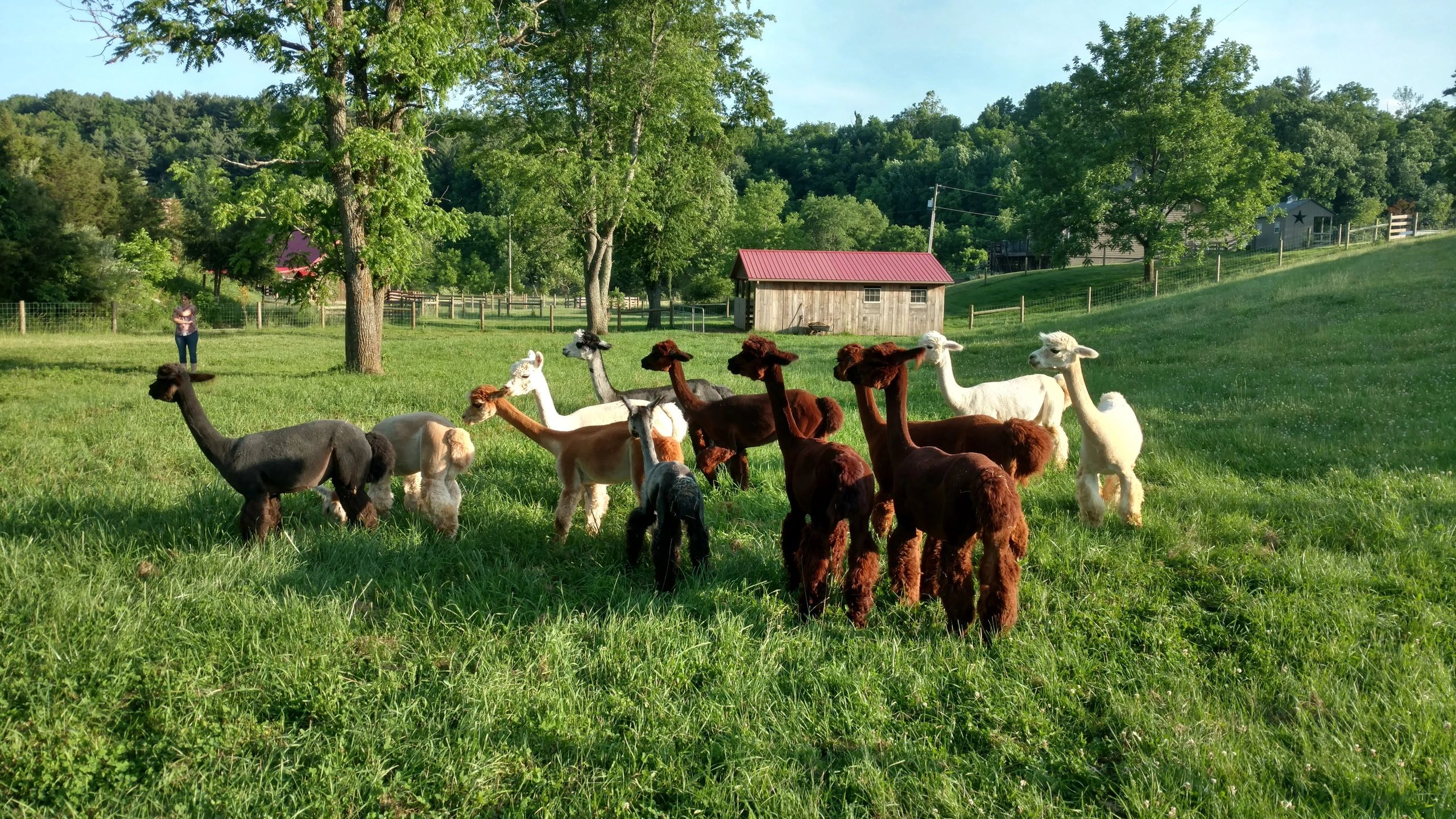 Cobb Hill Alpacas, LLC