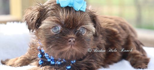 Broken Halo Ranch Shih Tzu - Akc Dobie Shih Tzu, Akc Shih Tzu Puppies ...