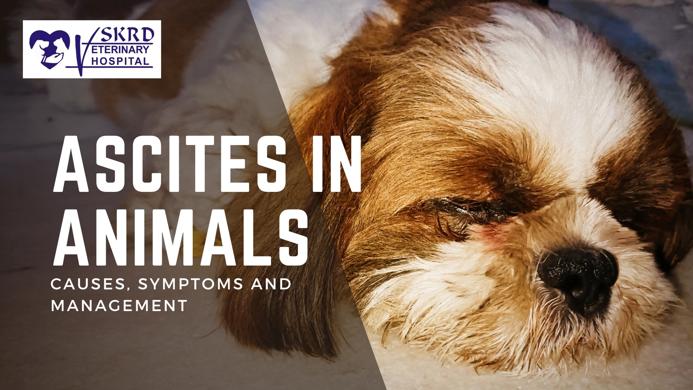 Understanding Ascites in Animals: Causes, Symptoms and Management