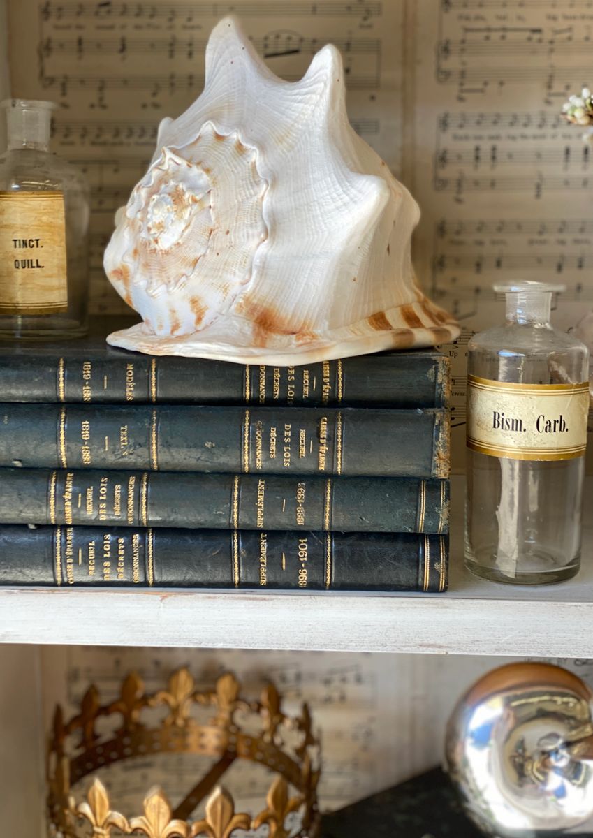 Extra Large Vintage Horned Queen Helmet Conch Shell