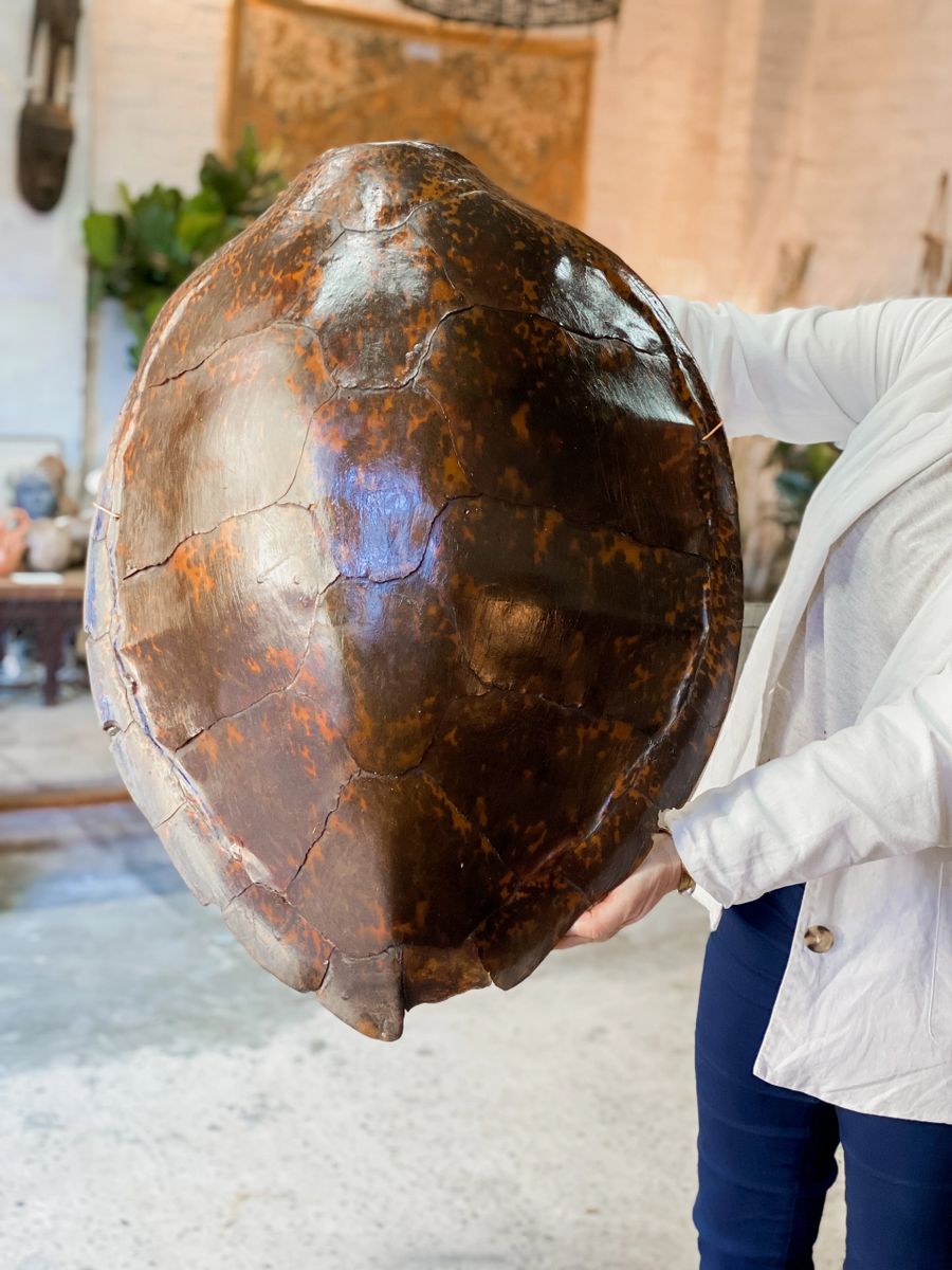 Large Antique Turtle Shell