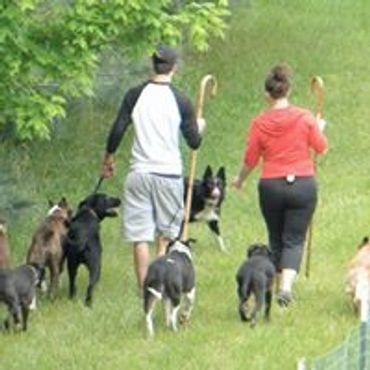 K9 Logics - Dog Boarding, Dog Trainer, Dog Day Camp