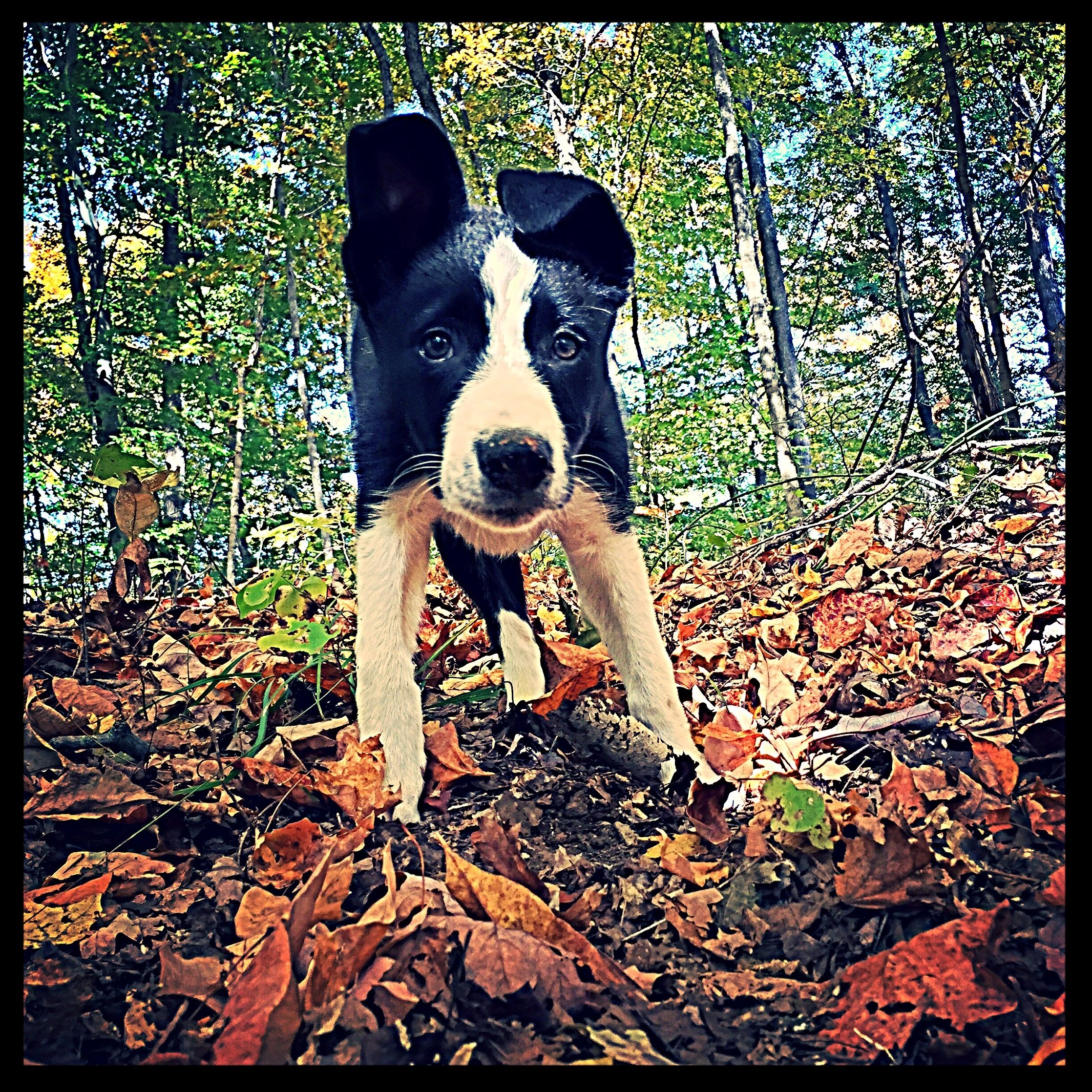 K9 Logics - Dog Boarding, Dog Trainer, Dog Day Camp