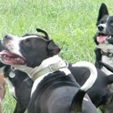 K9 Logics - Dog Boarding, Dog Trainer, Dog Day Camp