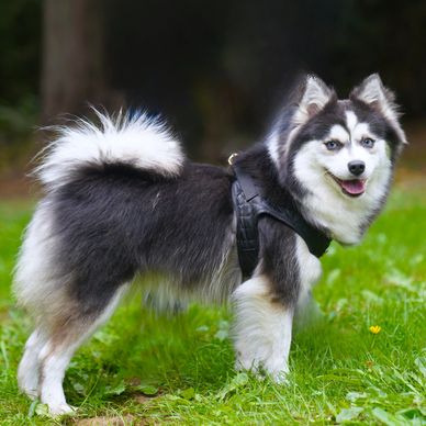 Upcoming Pomsky Litters