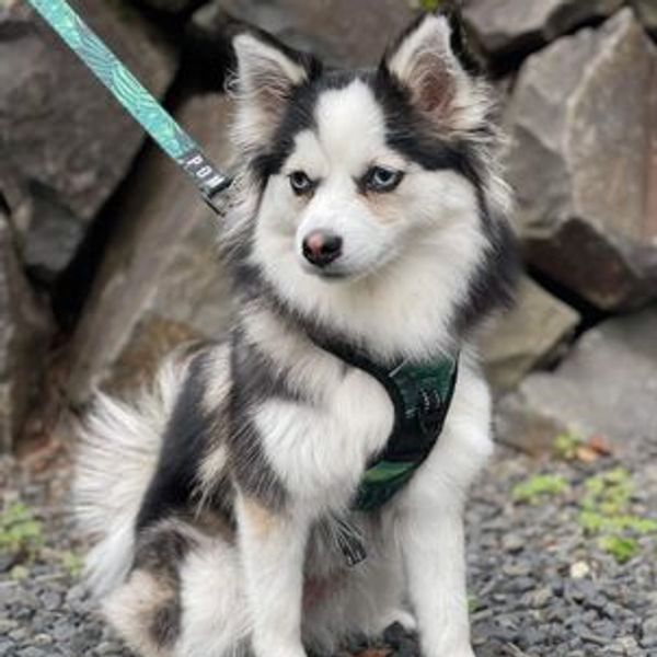 Upcoming Pomsky Litters