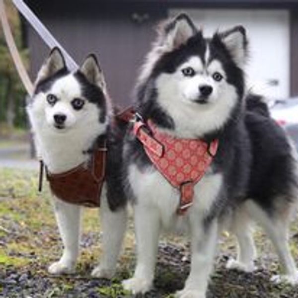 Upcoming Pomsky Litters