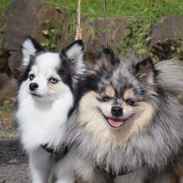 Upcoming Pomsky Litters