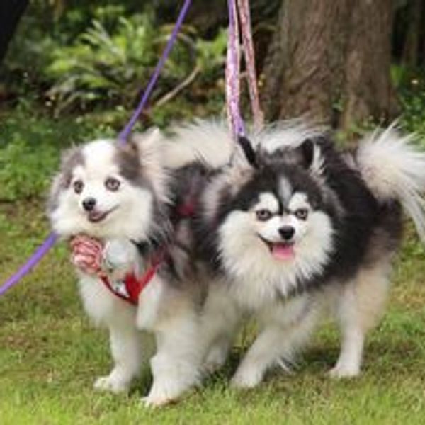 Upcoming Pomsky Litters