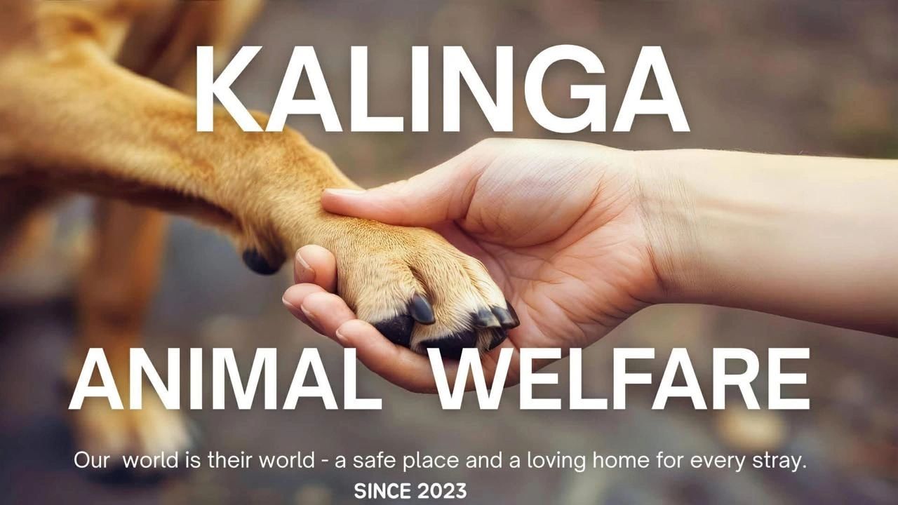 Kalinga Animal Welfare