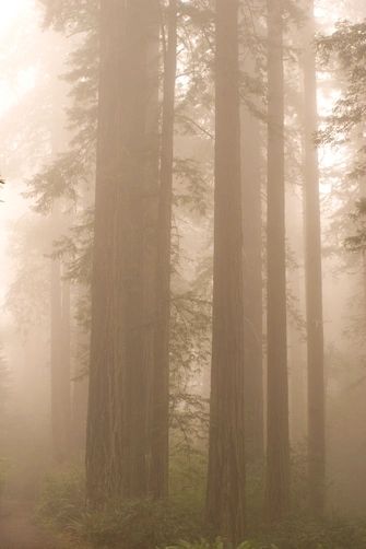 Sequoia Tree Service LLC. - Home