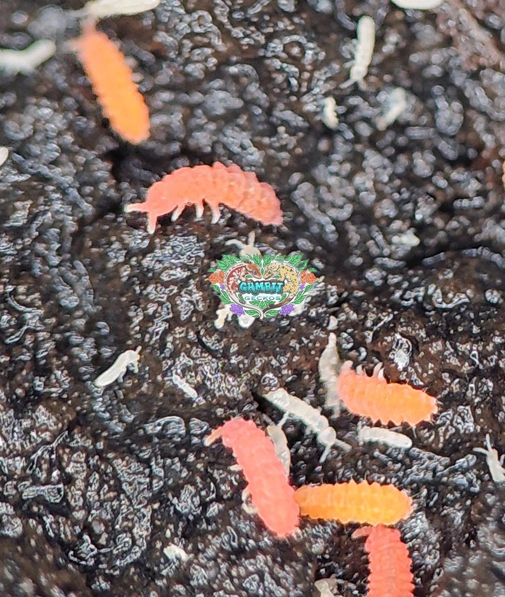 Yuukianura aphoruroides "Orange" Springtails