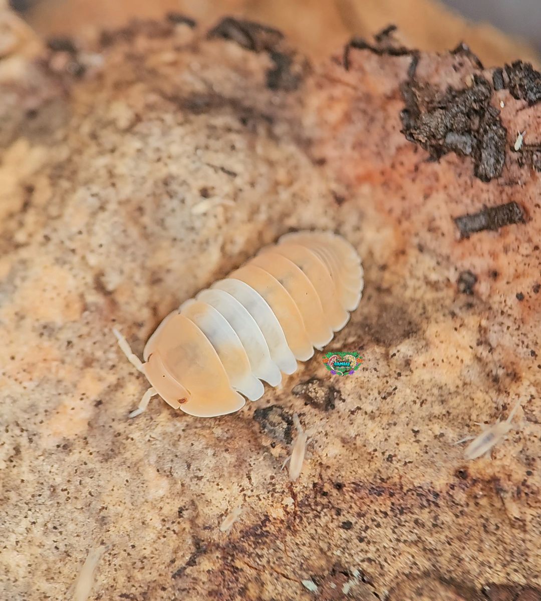 Cubaris sp. Red Panda
