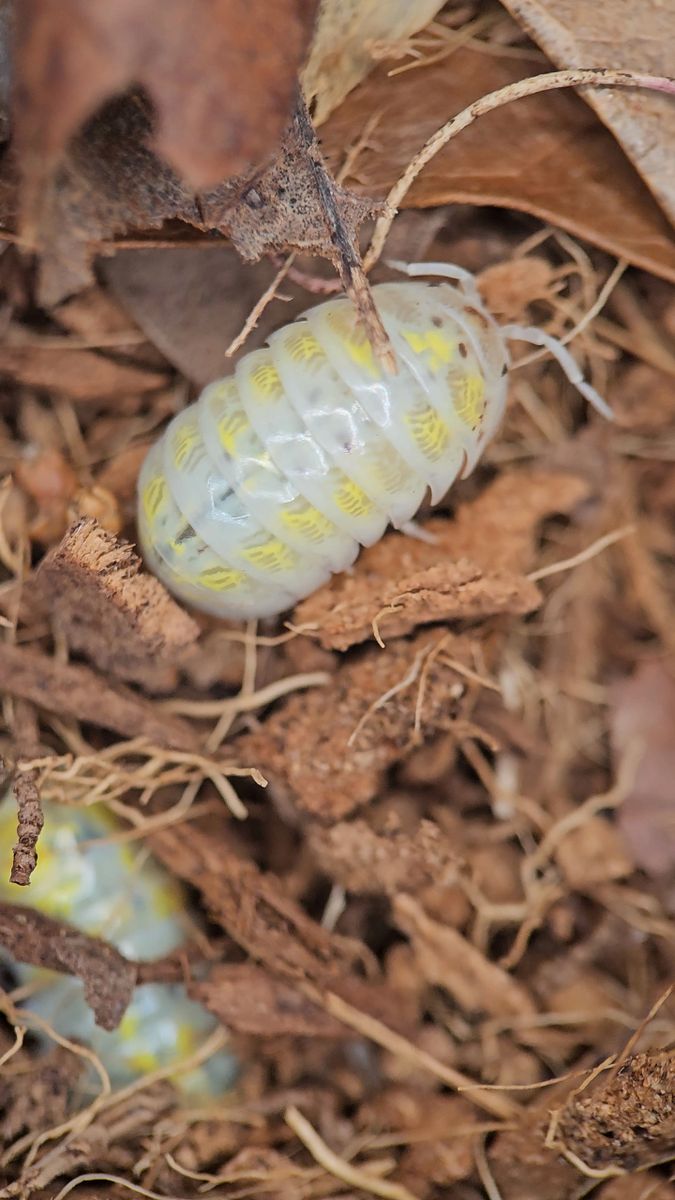 Armadillidium vulgare "Japanese Magic Potion"