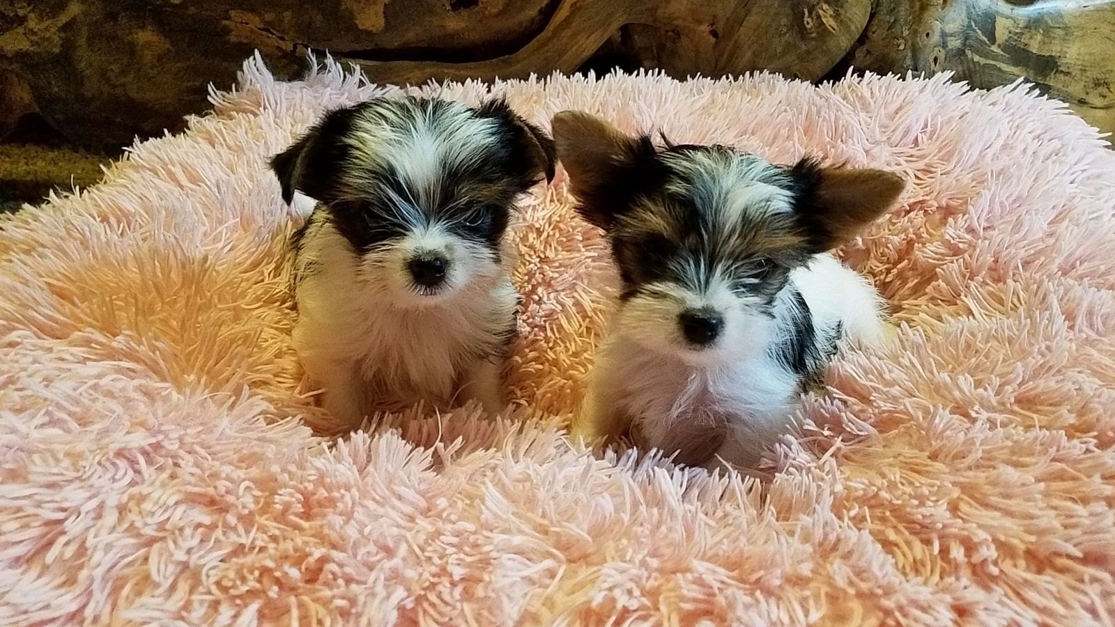 Available Pups