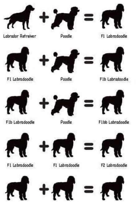 Information About Doodles F1/ F1b/ - Hidden Valley Doodles | Hidden ...