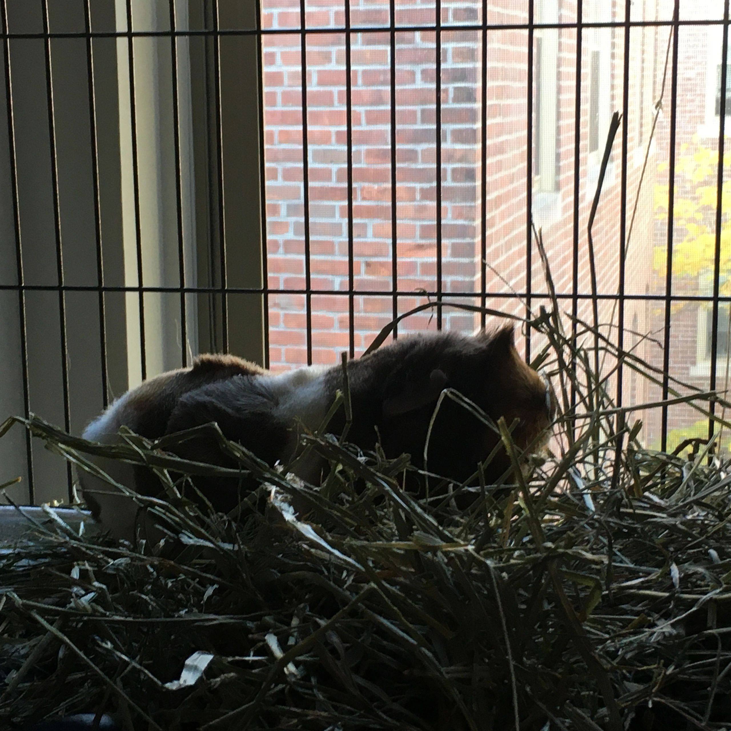 Dissolving a bladder stone in a special guinea pig
