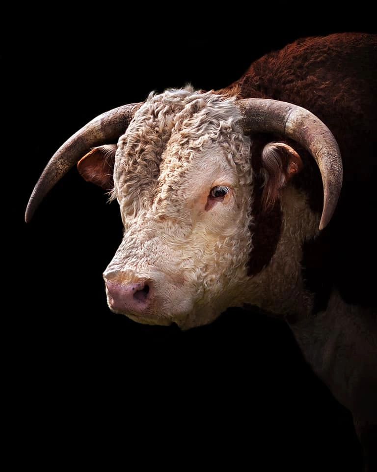 Deewall Family Herefords - Hereford Bulls, Hereford Cattle