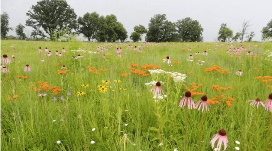 Restoration & Land Management | Eco-Resource Consulting, Inc