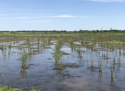 Marsh Creation | Natural Resource Professionals