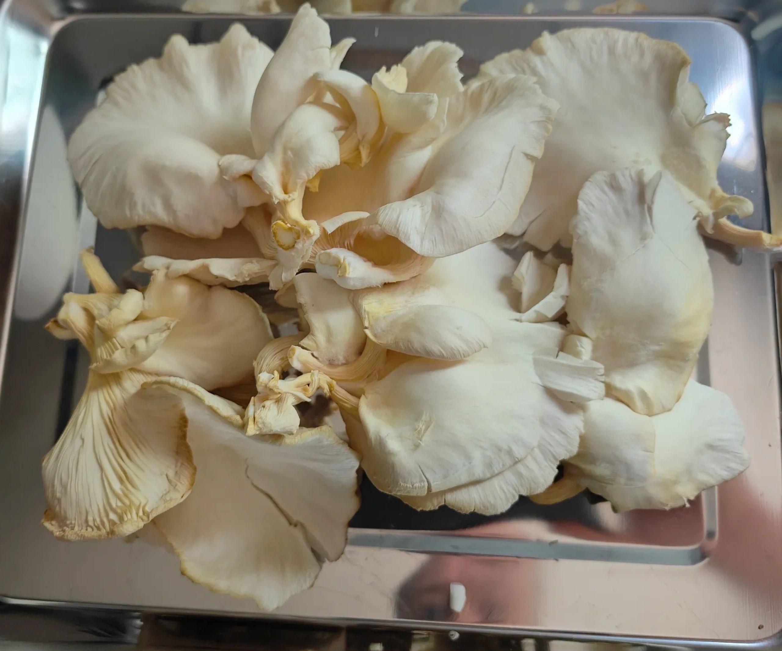 Home | The Spore Galore - Your Fungal Farming Partner