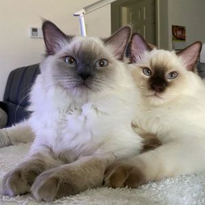 Rolling Creek Ragdolls