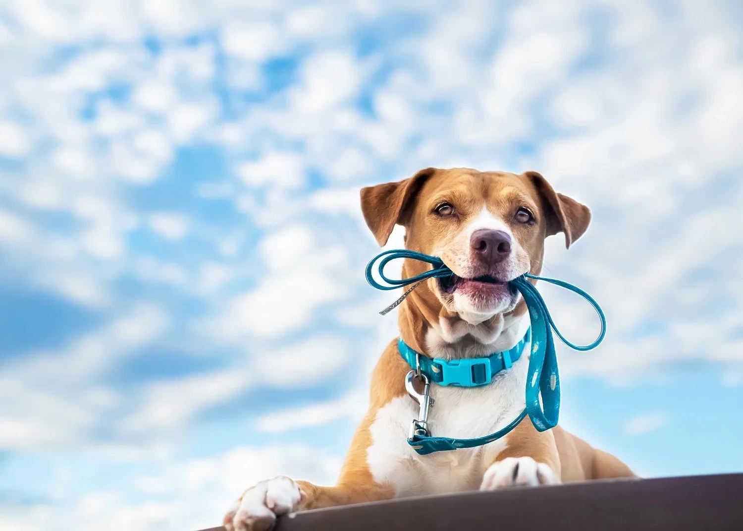 Charm School for Dogs | Professional Dog Training in Tucson, Arizona