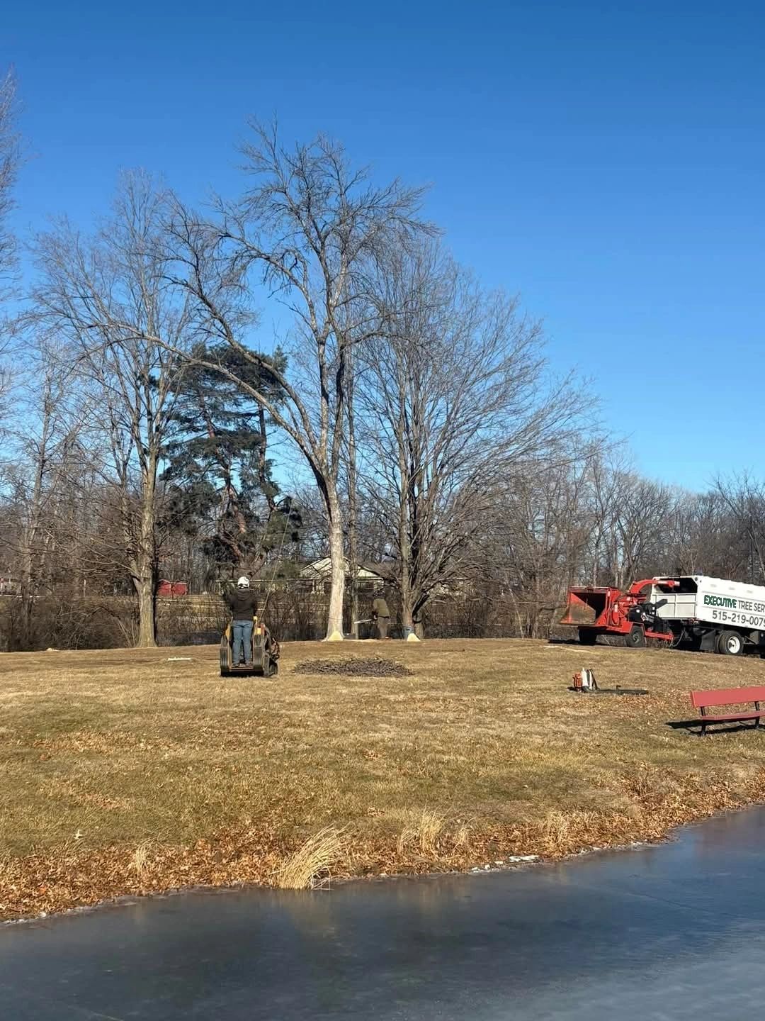 Professional Tree Trimming Services Near You