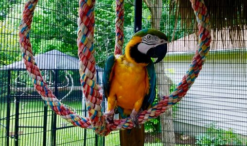 Parrot Hope | Parrot Hope Rescue