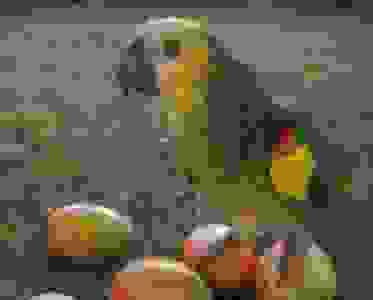 Home [parrothope.com]