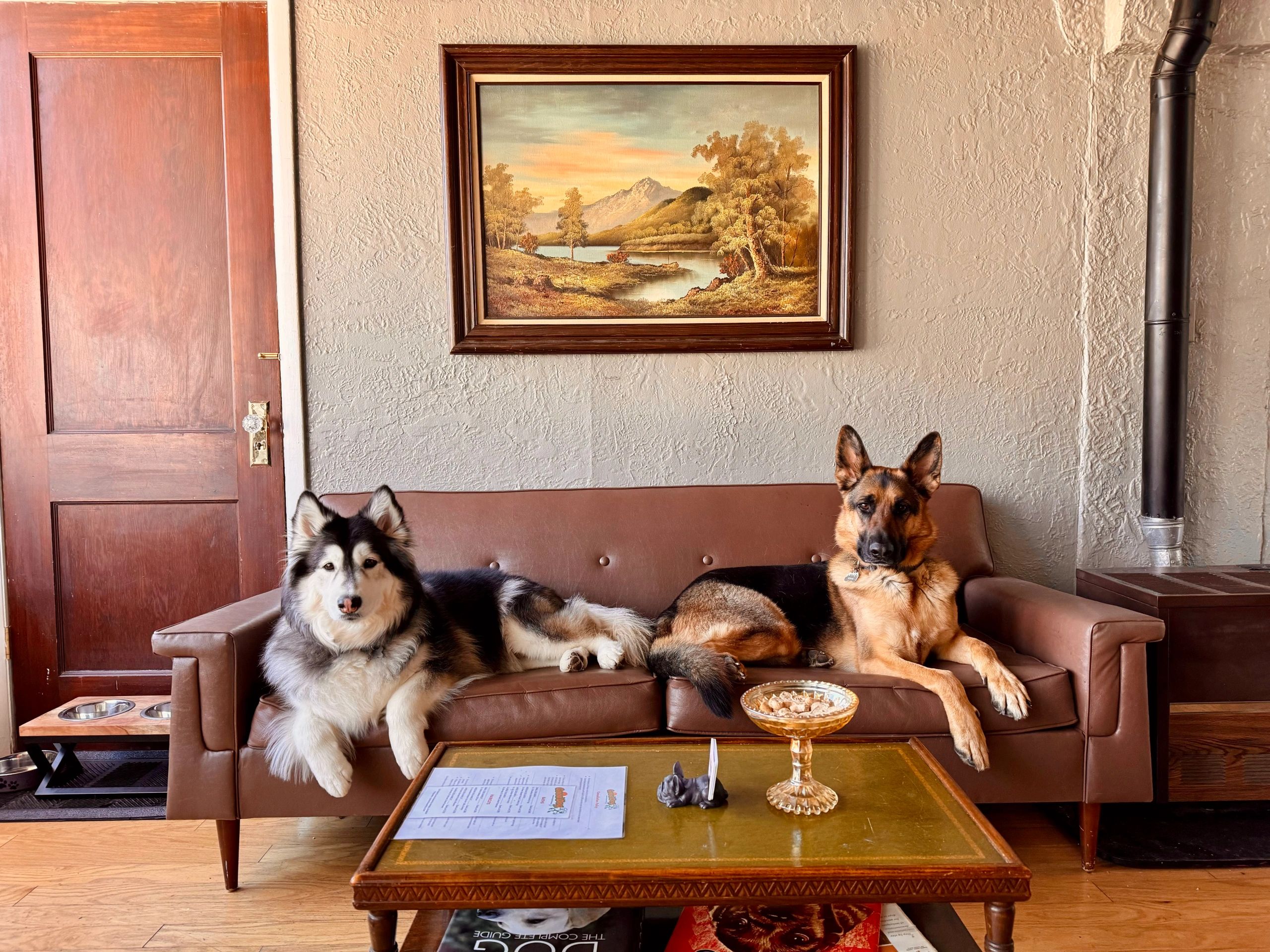 Good Dog Manitou Dog Grooming