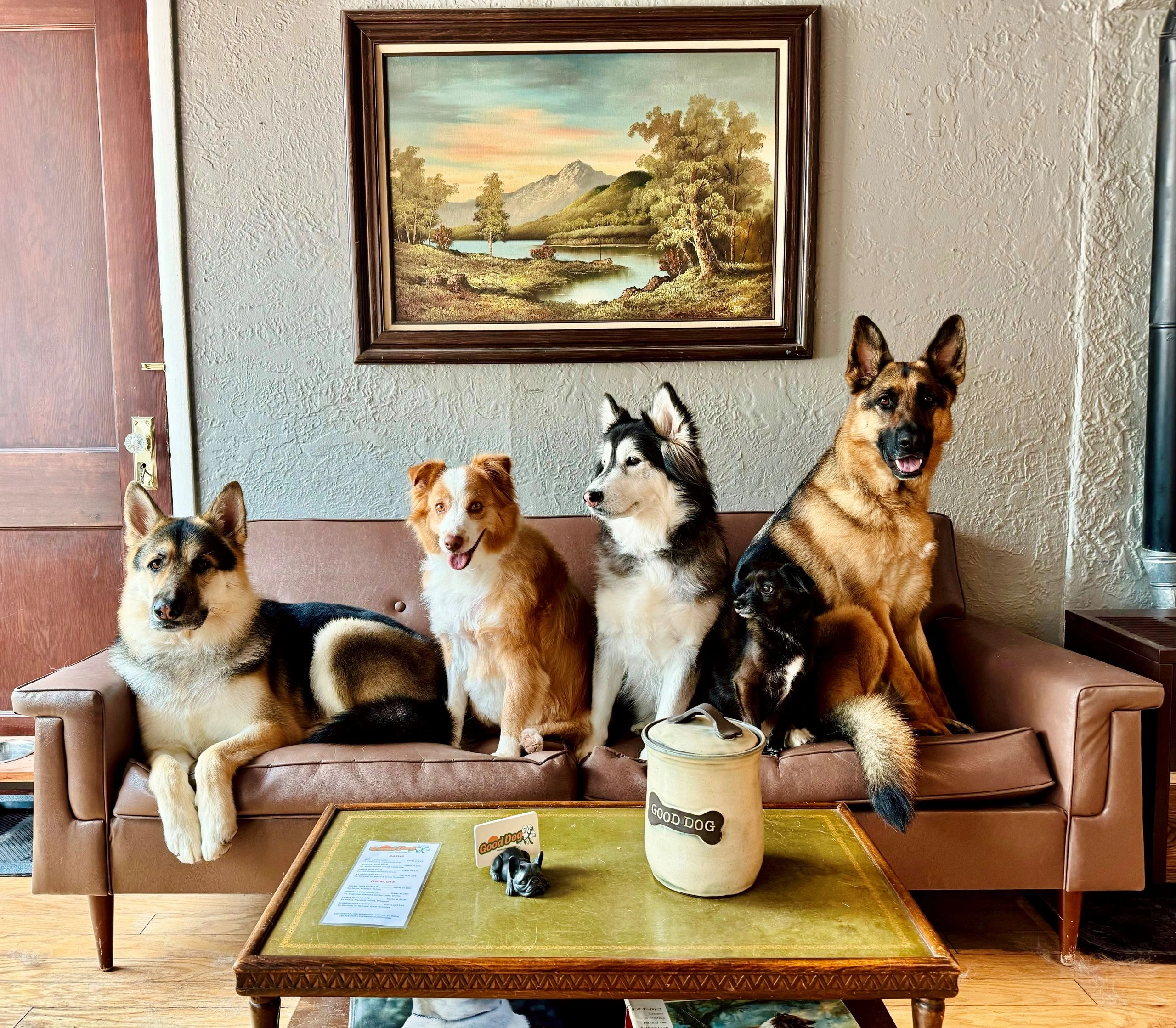 Good Dog Manitou Dog Grooming