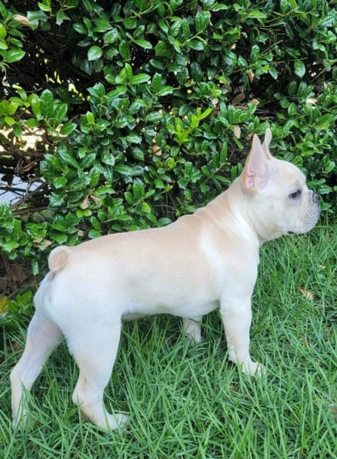 Hitman Frenchies - Frenchies for Sale, Breeder, Frenchies for Sale