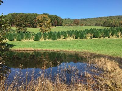 Spruce Ridge Tree Farm