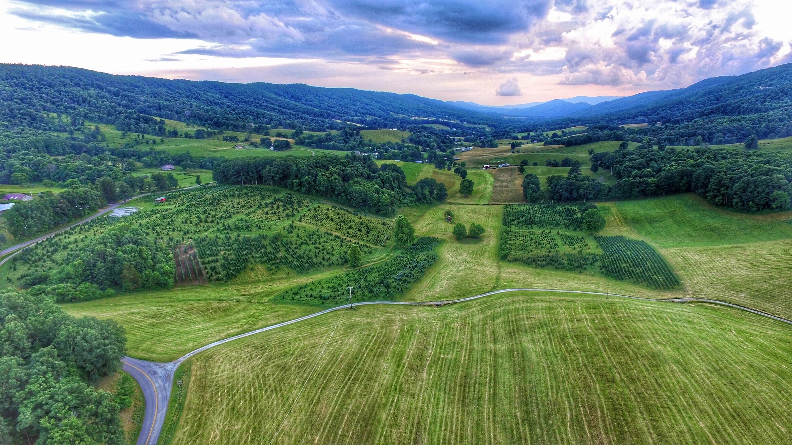 Spruce Ridge Tree Farm