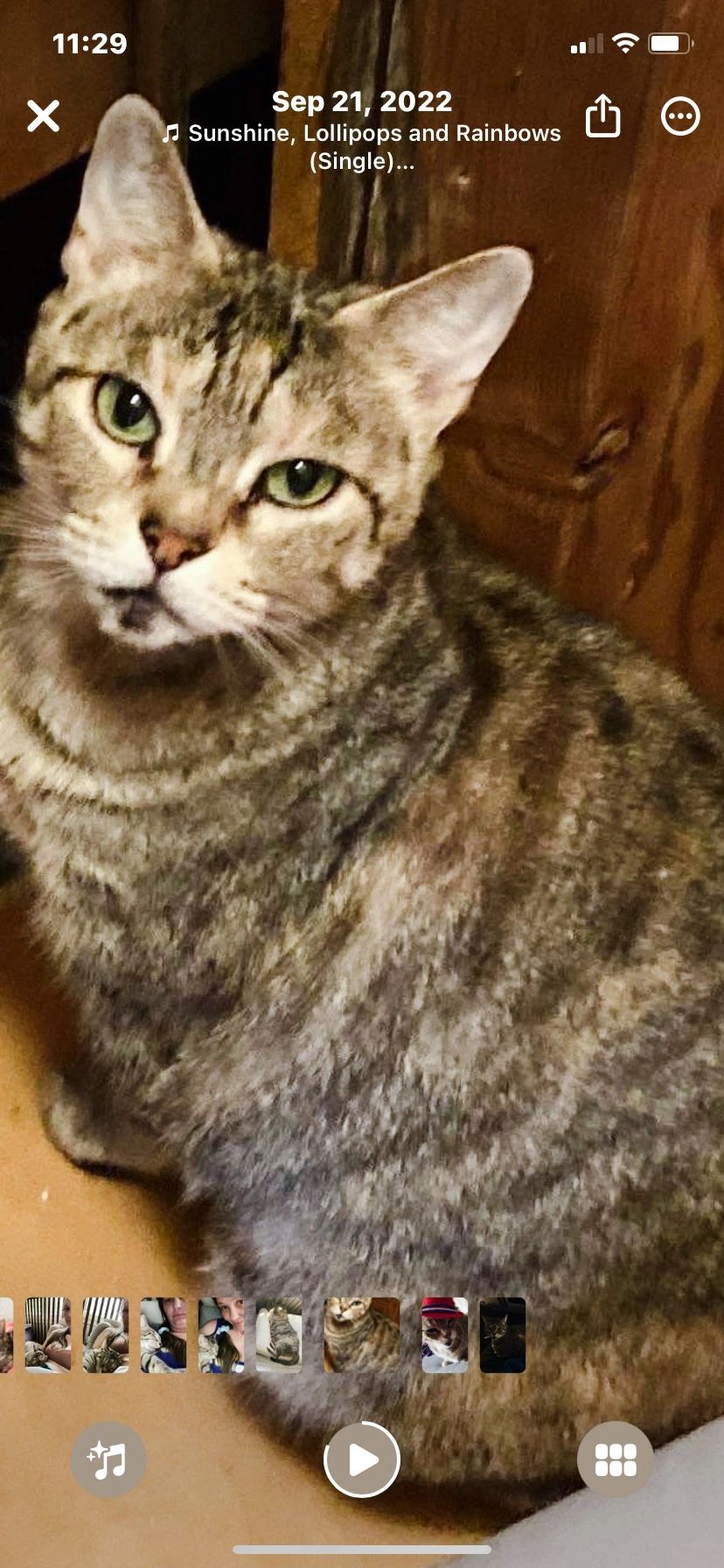 Help find my cat!
