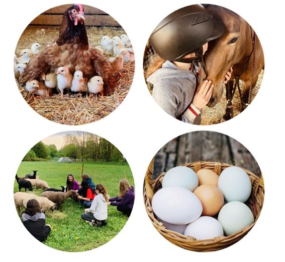 Experience Farm Visits Near Me at Naturally Wright Homestead