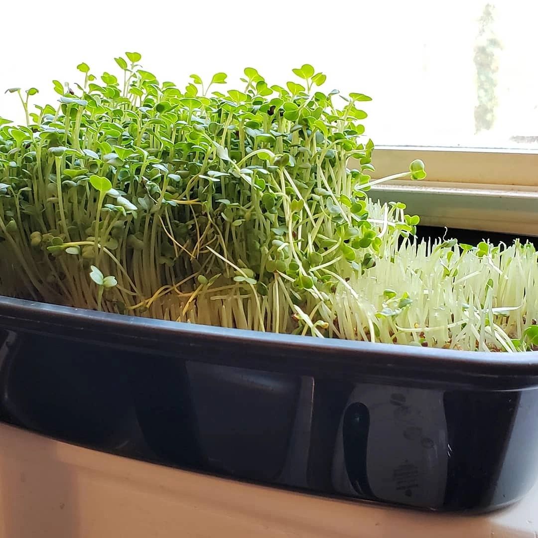 Microgreen Harvesting - Time to Plant More