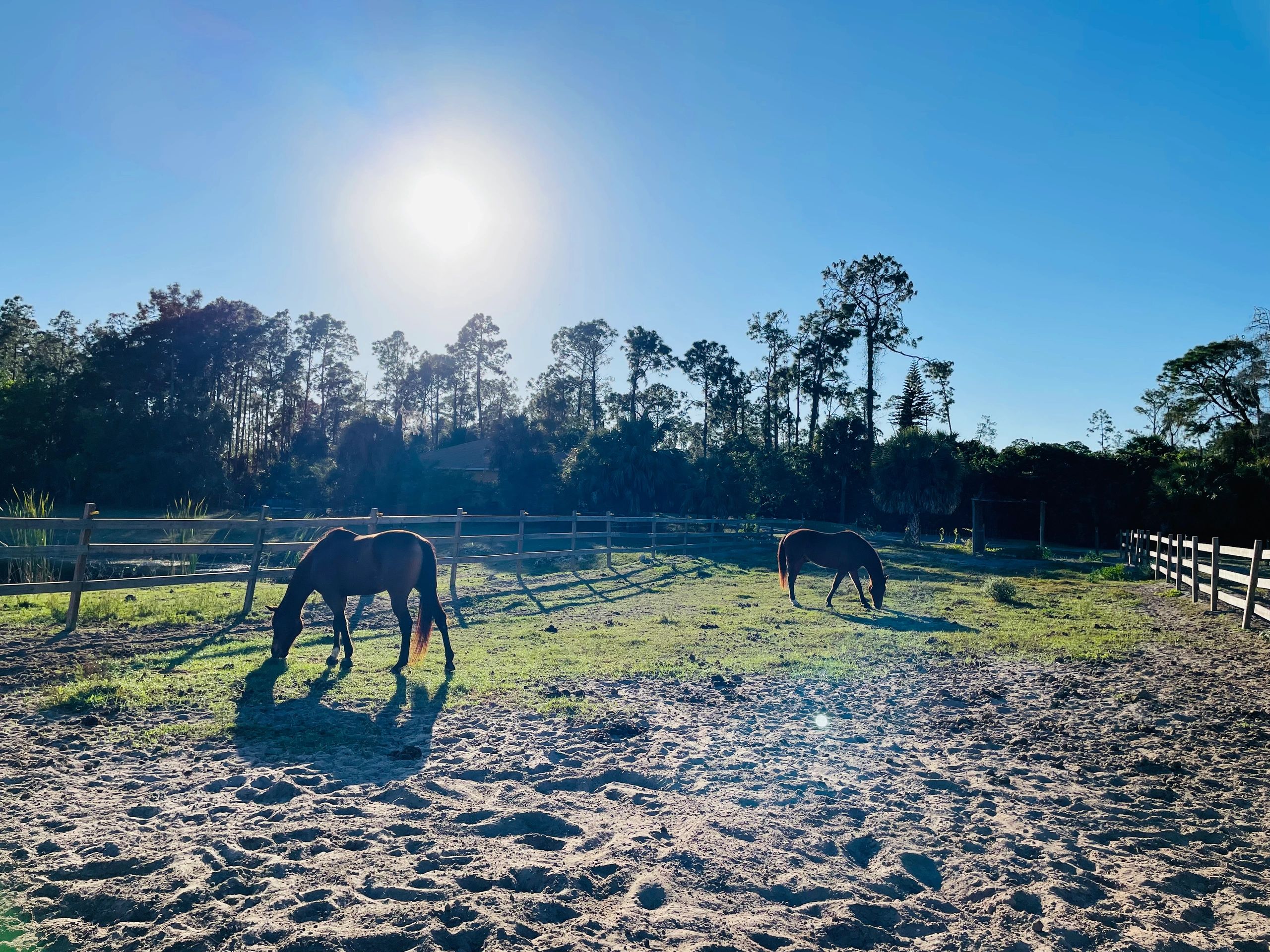 Whistling Dixie Farms