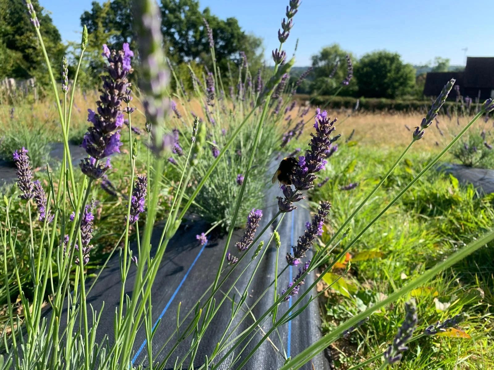 Luxurious Lavender Skin Care Products