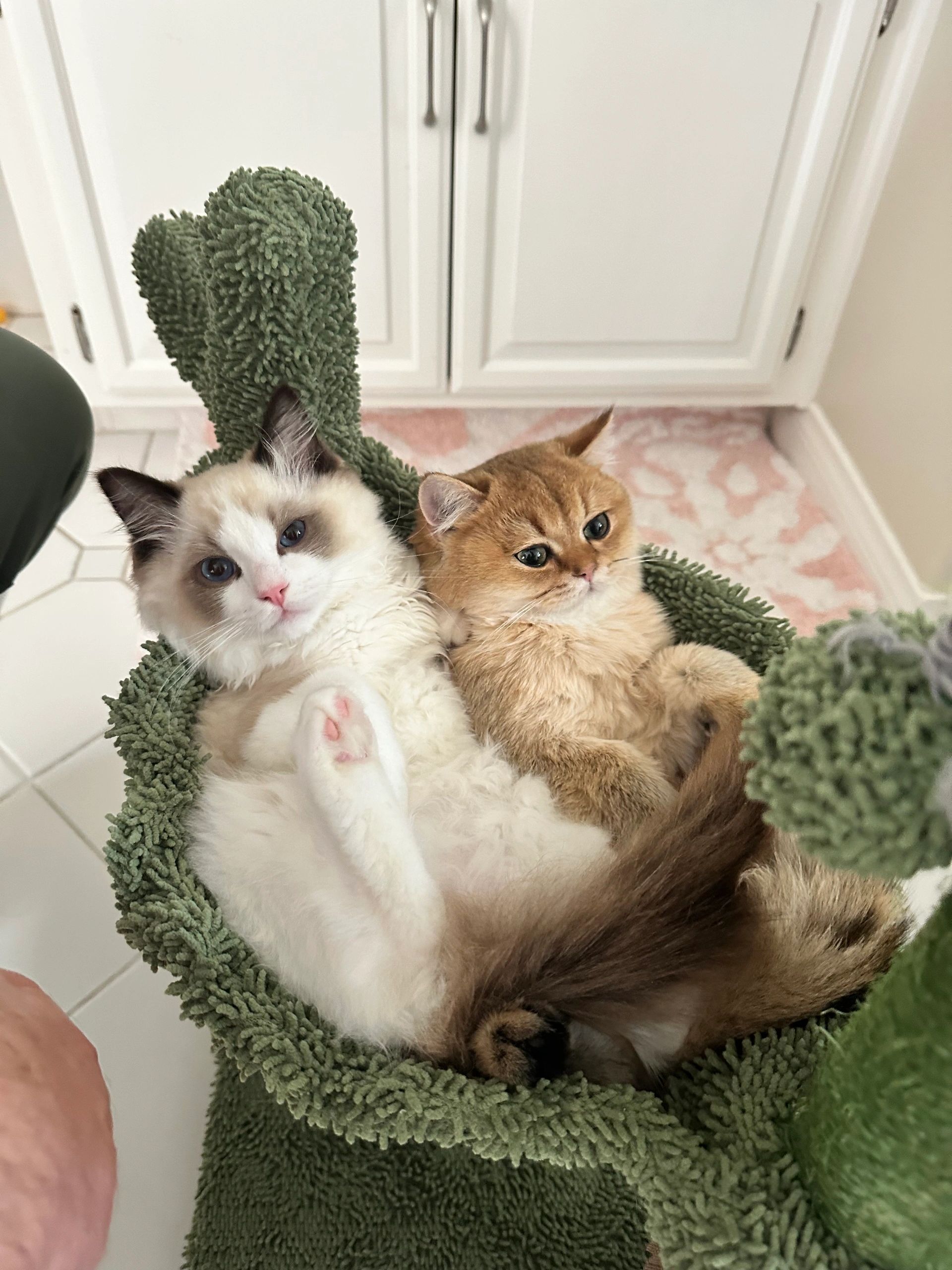 Do Ragdolls & British Cats Make A Good Pair?