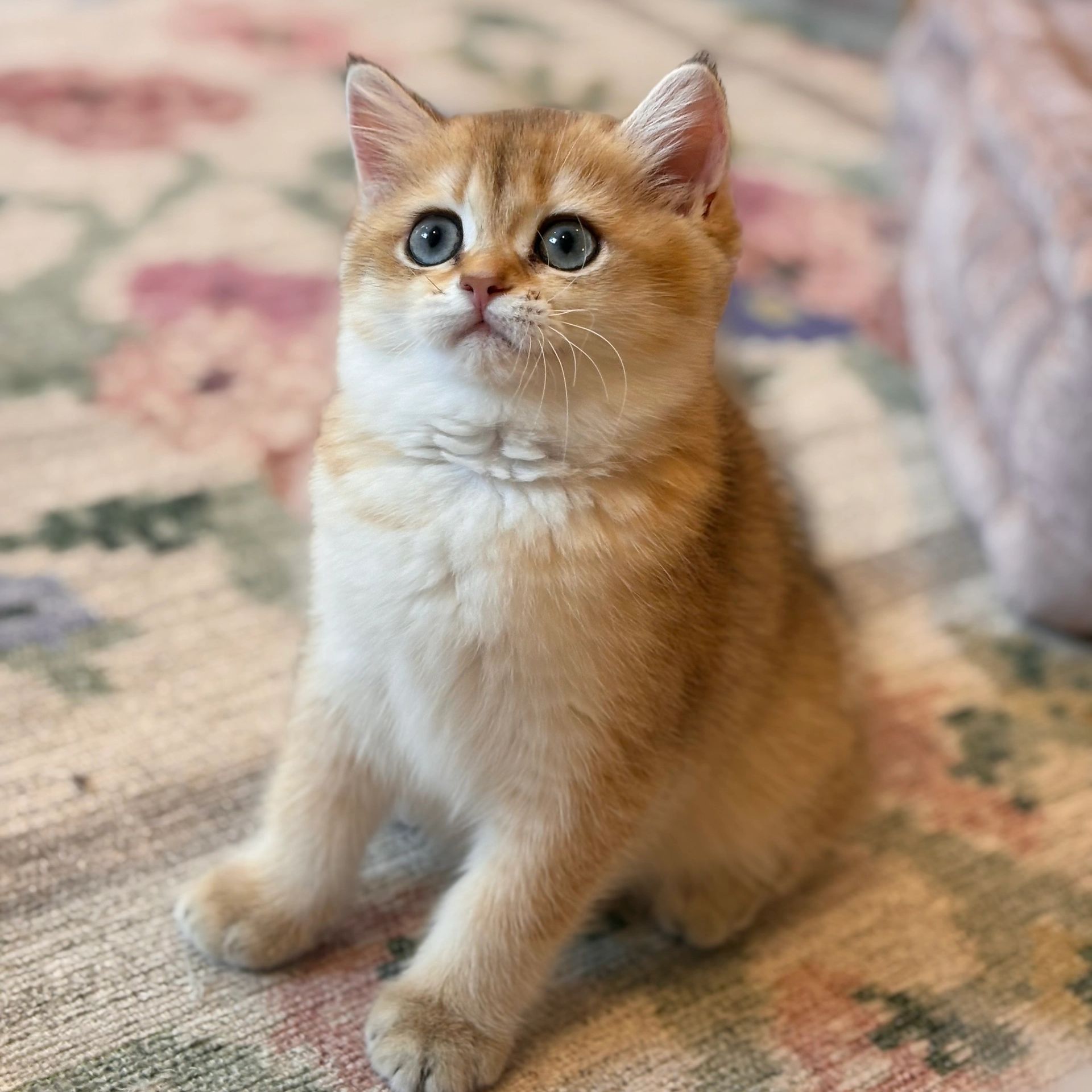Reserve A Kitten