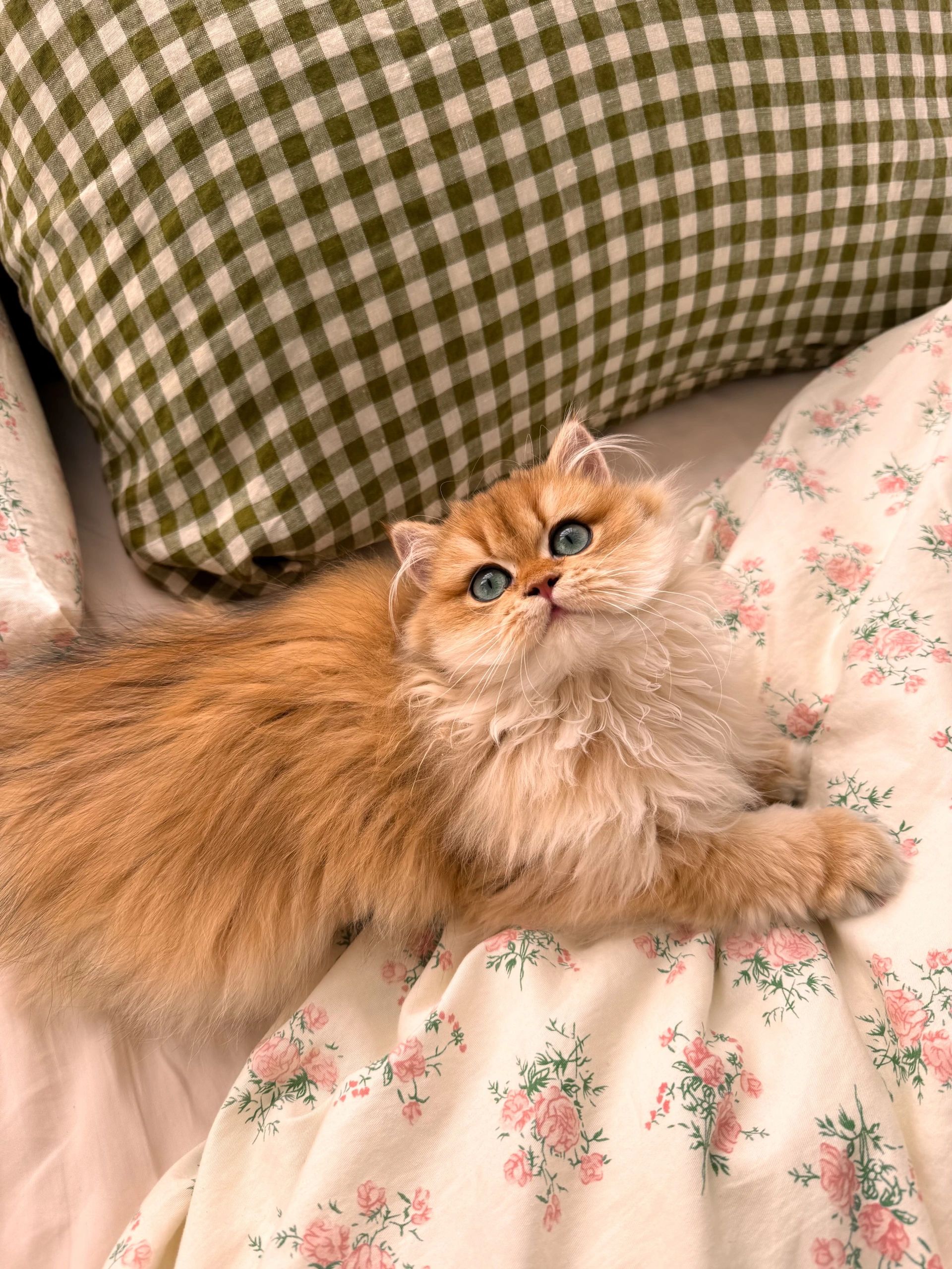 Lap Cats Vs Affectionate: Breakdown of British Personalities