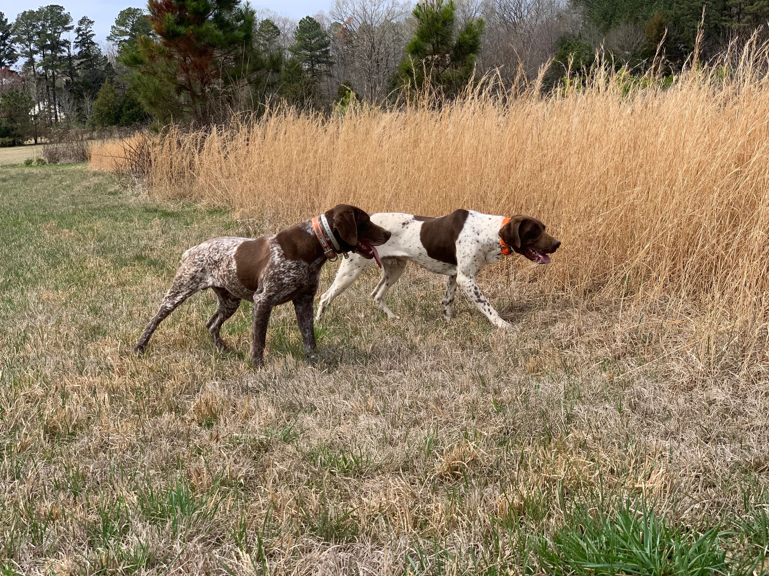Little " q" Ranch - Quail Hunting, German Shorthaired Pointers
