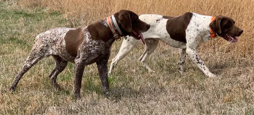 Little " q" Ranch - Quail Hunting, German Shorthaired Pointers