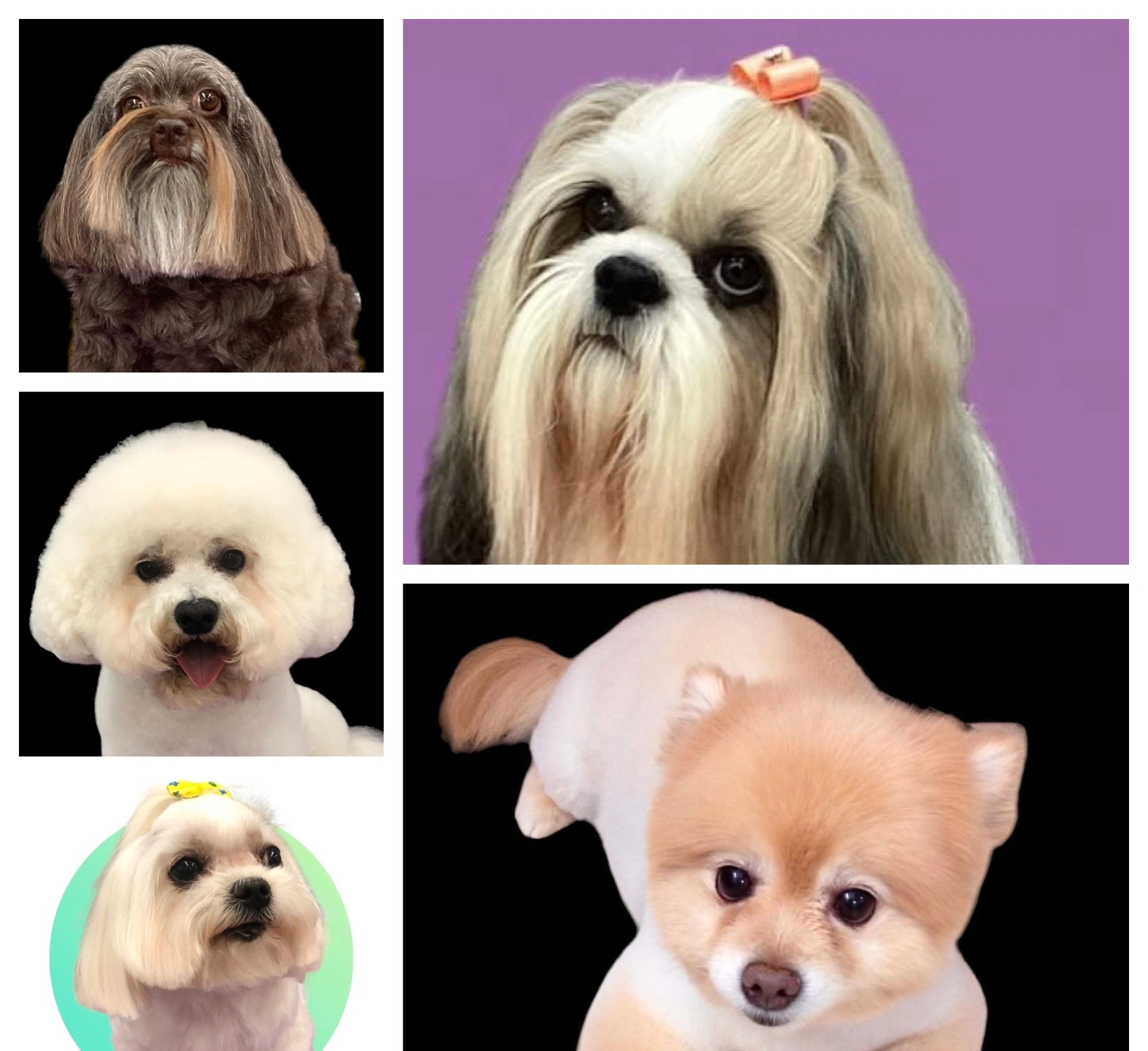 The Pet Spaw Pet Styling