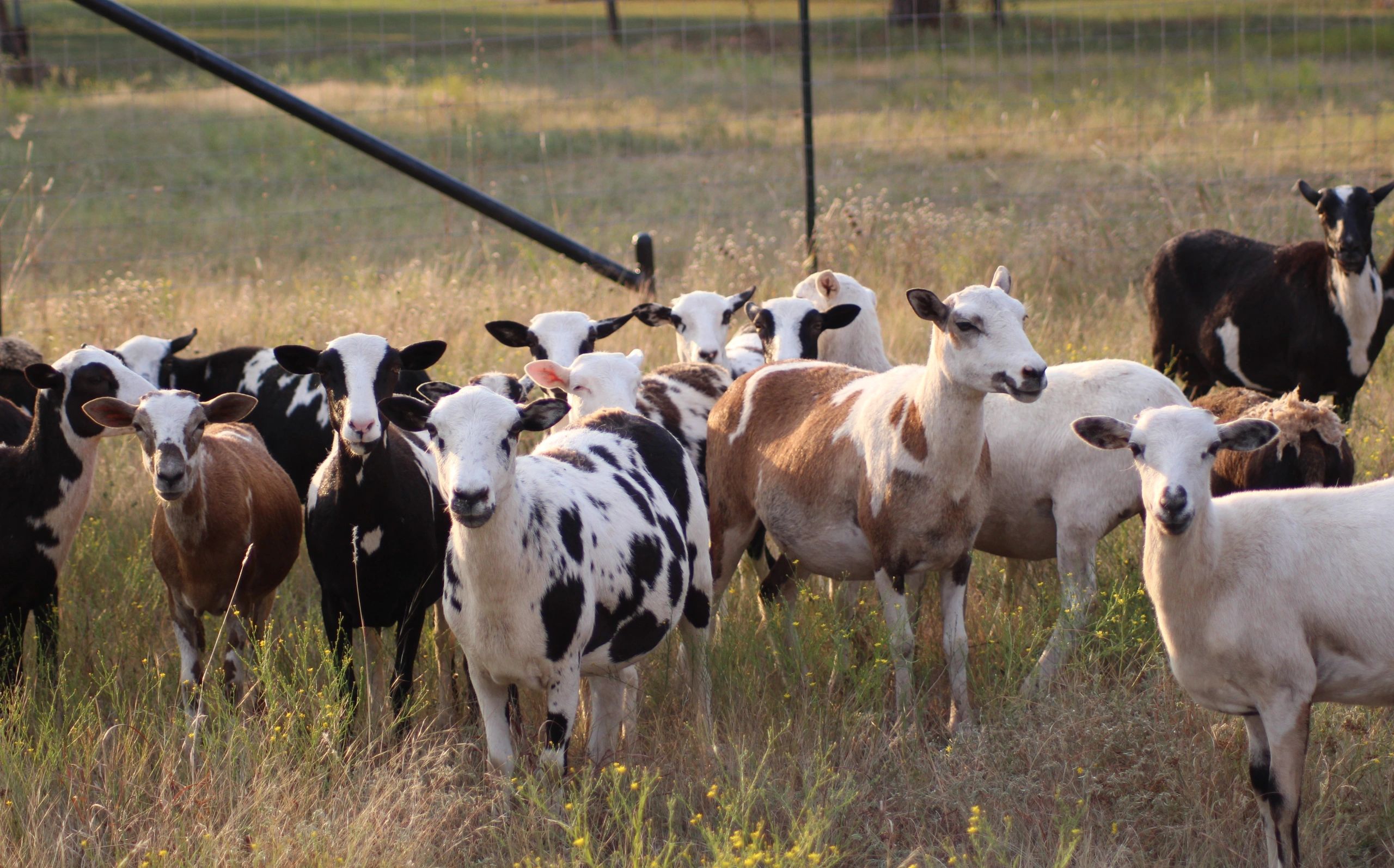 ROD & STAFF RANCH PDS