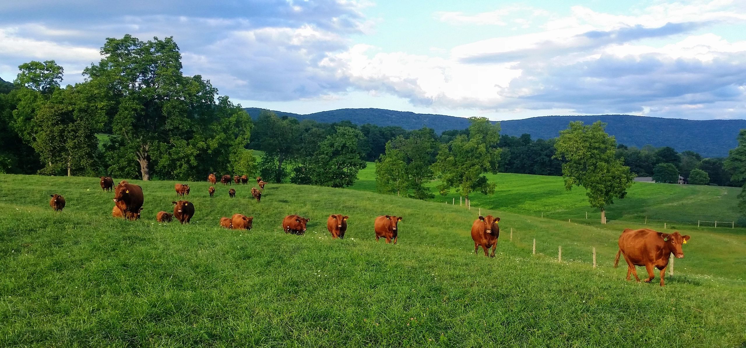 Pa red Angus association